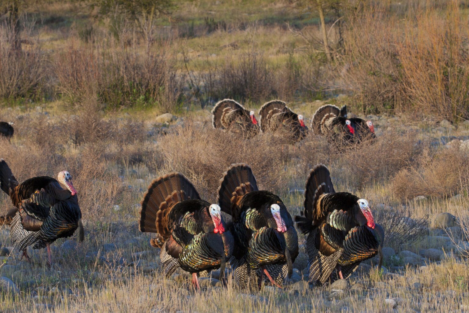 Wild turkey or store bought? Hunt for Thanksgiving in Yolo County