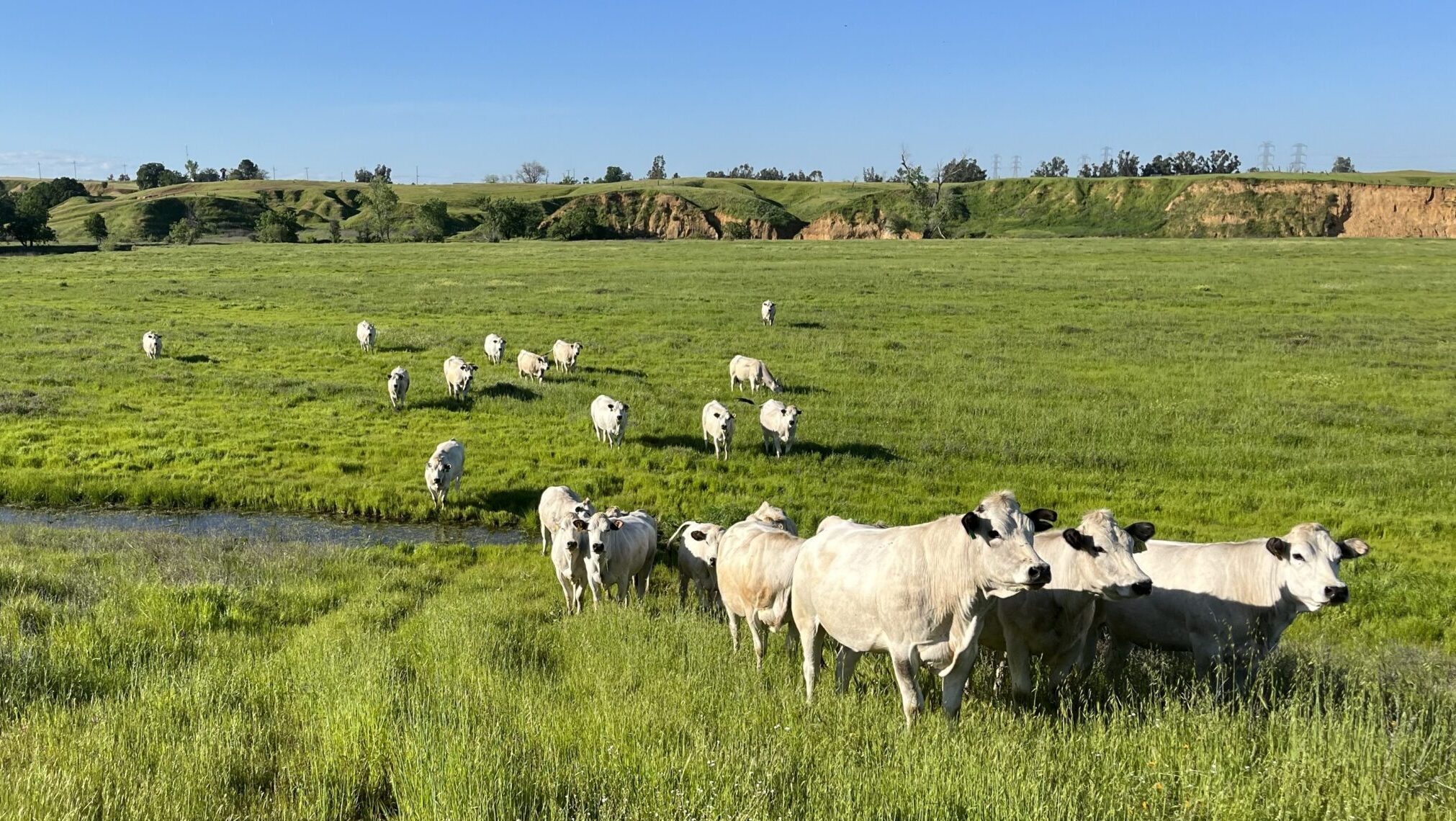 How this Northern California ranch is raising Piedmont Italian beef ...